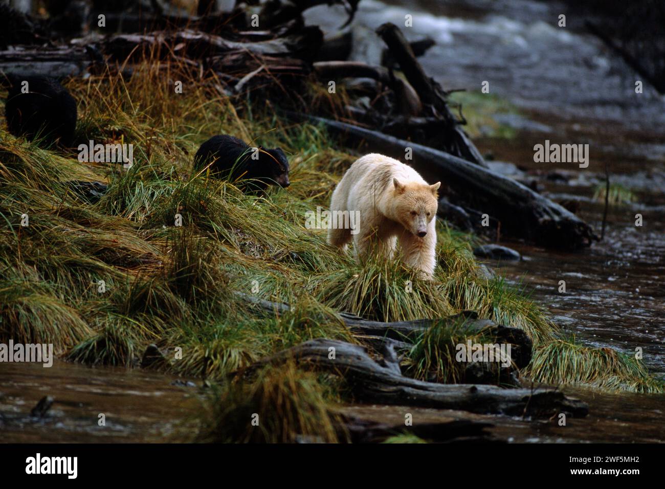 spirit bear, kermode, black bear, Ursus americanus, sow with cubs along ...