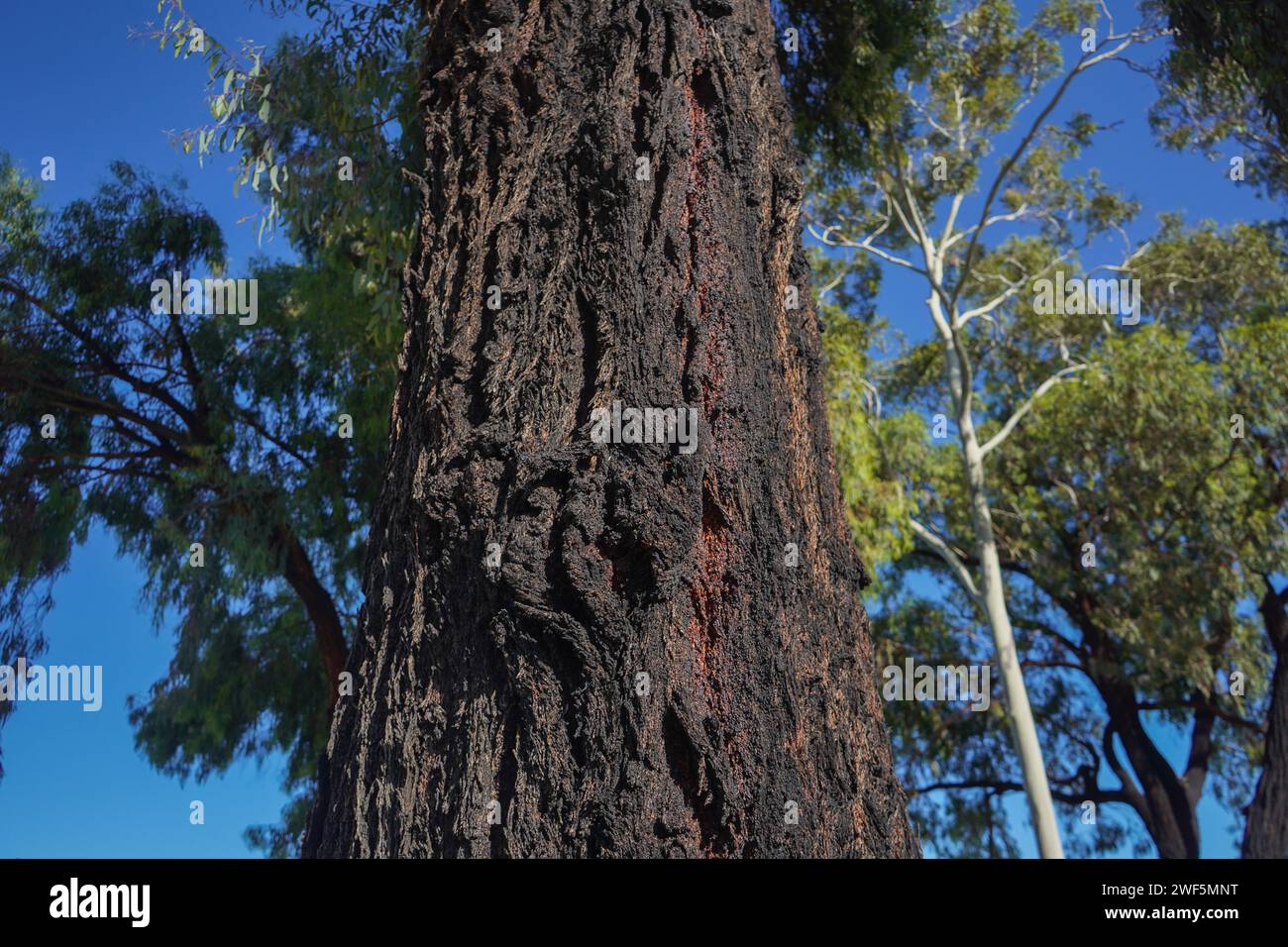 Adelaide, SA Australia 29 January 2024 . Eucalyptus sideroxylon ...