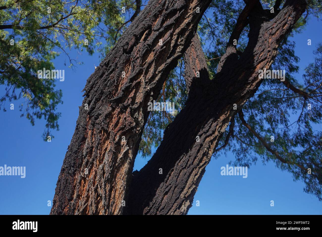 Eucalyptus sideroxylon hi-res stock photography and images - Alamy