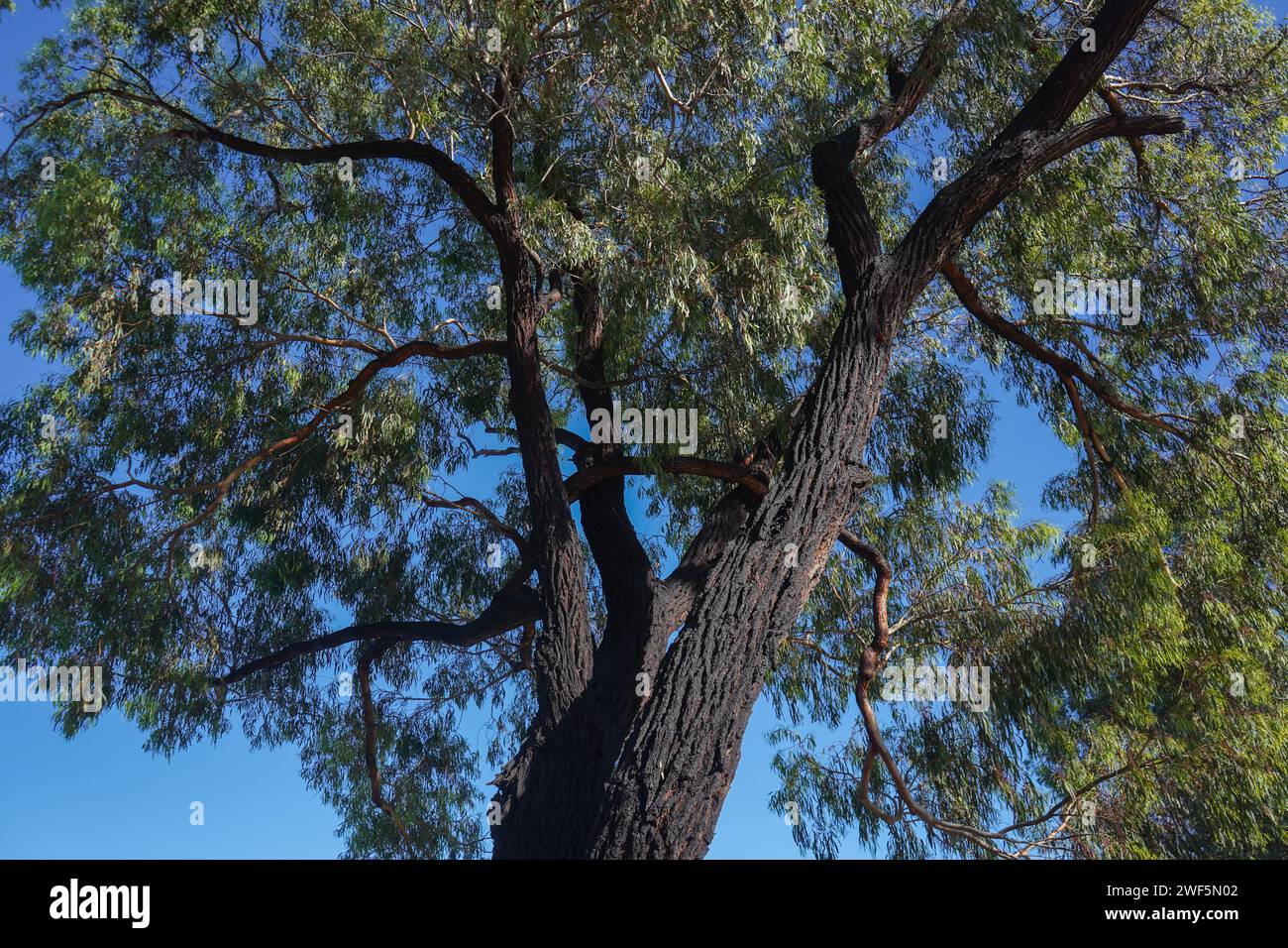 Adelaide, SA Australia 29 January 2024 . Eucalyptus sideroxylon ...