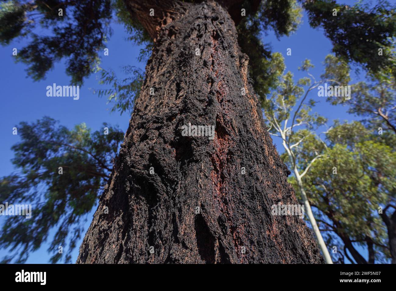 Adelaide, SA Australia 29 January 2024 . Eucalyptus sideroxylon ...