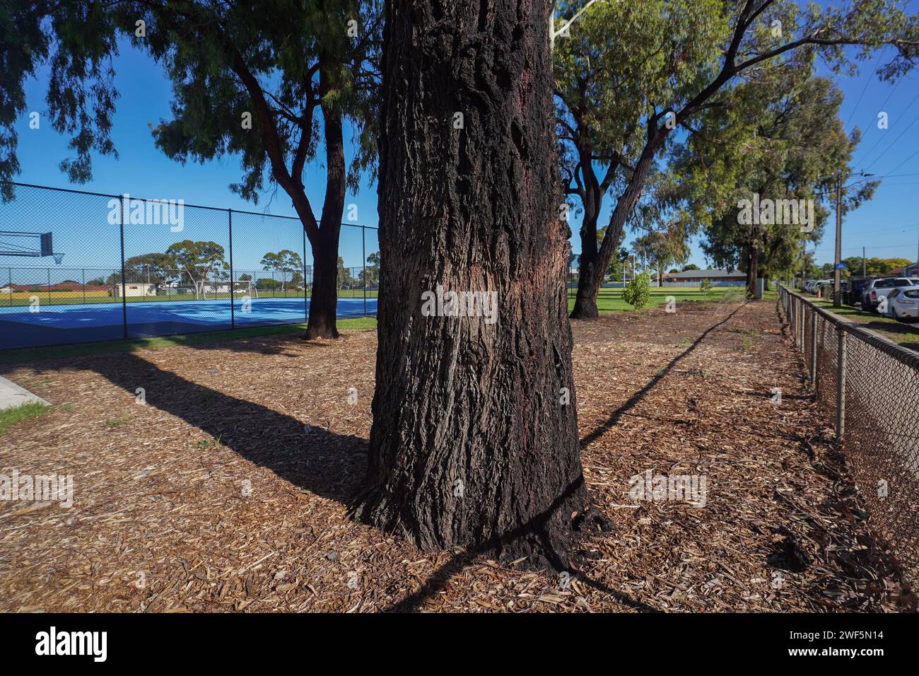 Adelaide, SA Australia 29 January 2024 . Eucalyptus sideroxylon ...