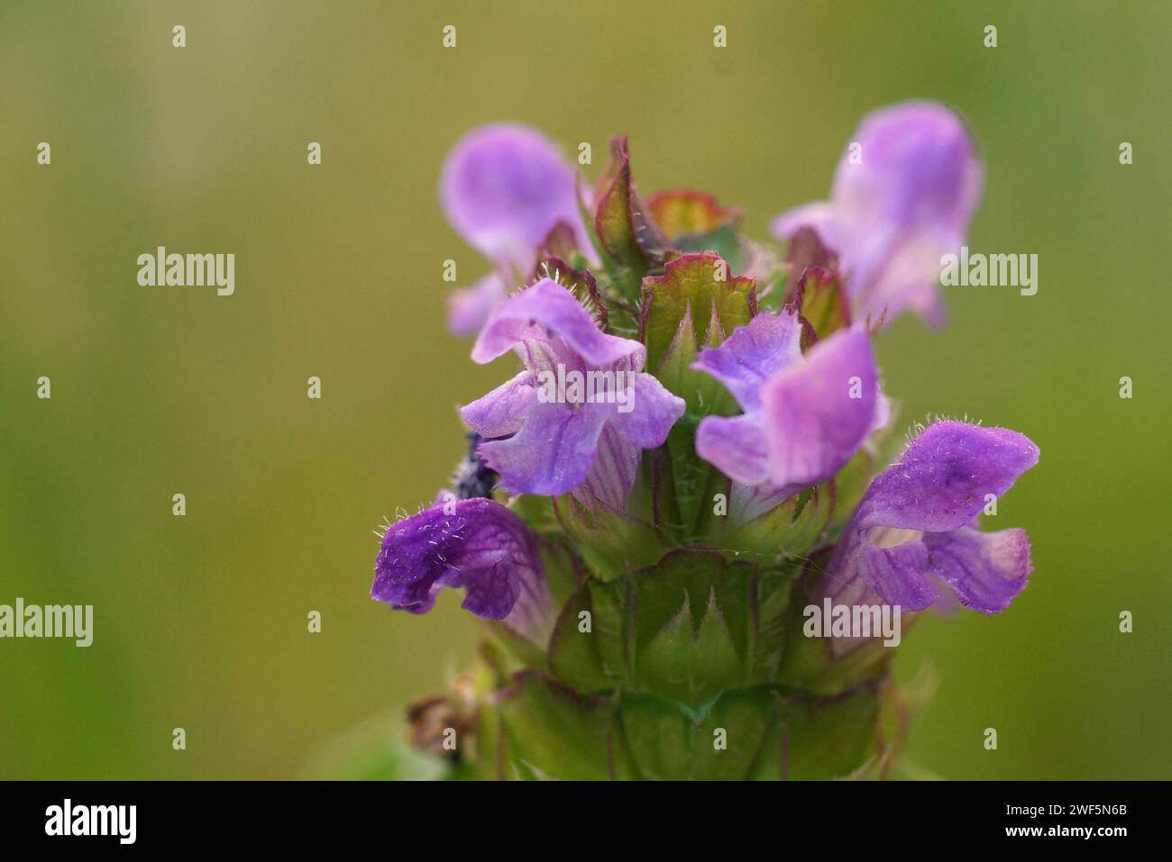 Natural close up of the purple flower of Prunella vulgaris or common ...