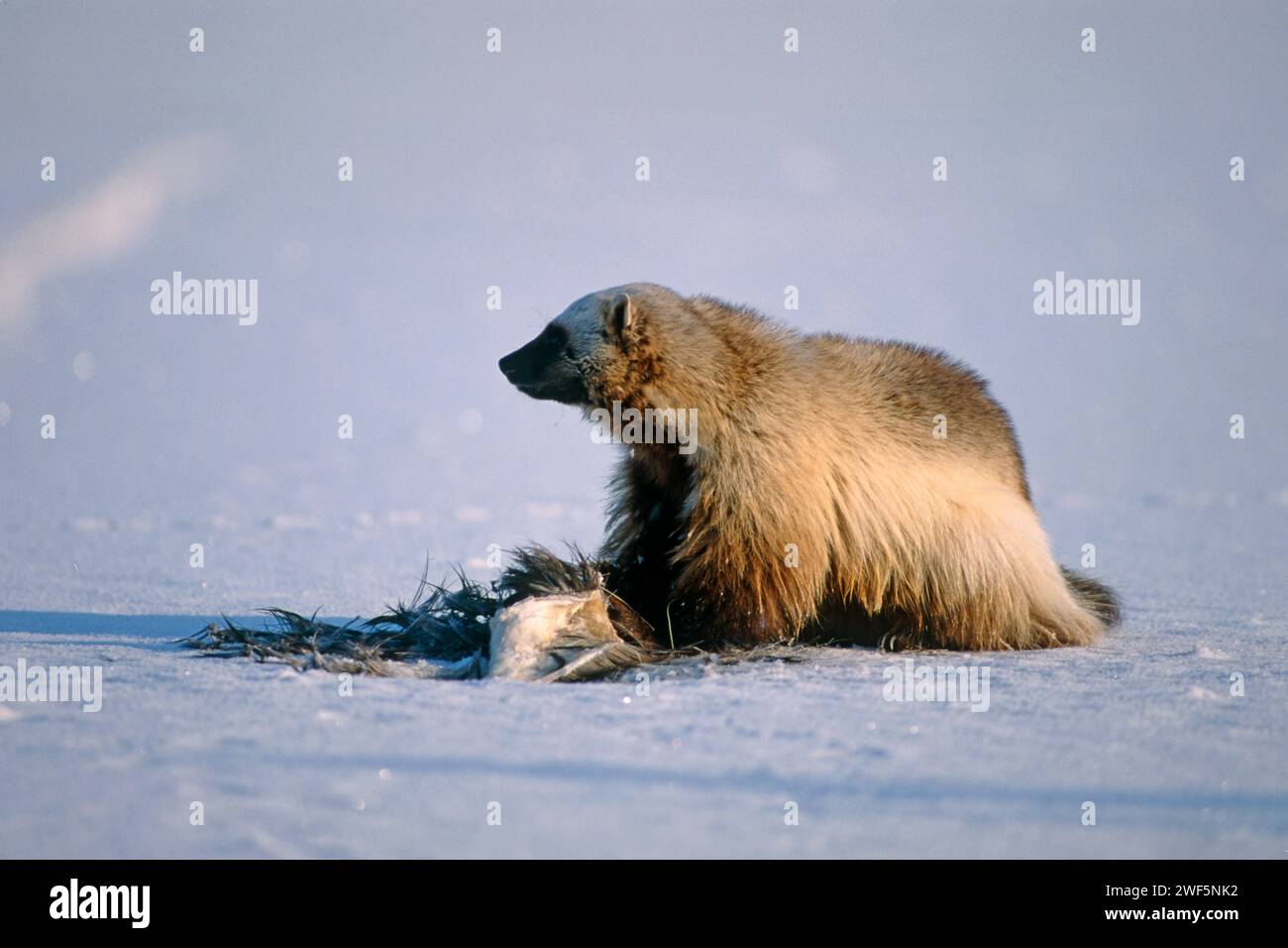 wolverine, Gulo gulo, in a rare light color phase feeding, 1002 coastal ...