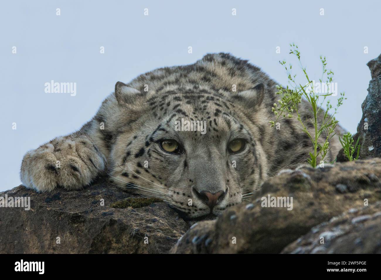 High altitude predator hi-res stock photography and images - Alamy