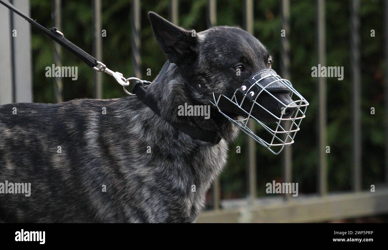 Ein Hund trägt einen Maulkorb. Symbolbild/Symbolfoto. Wandsbek Hamburg ...