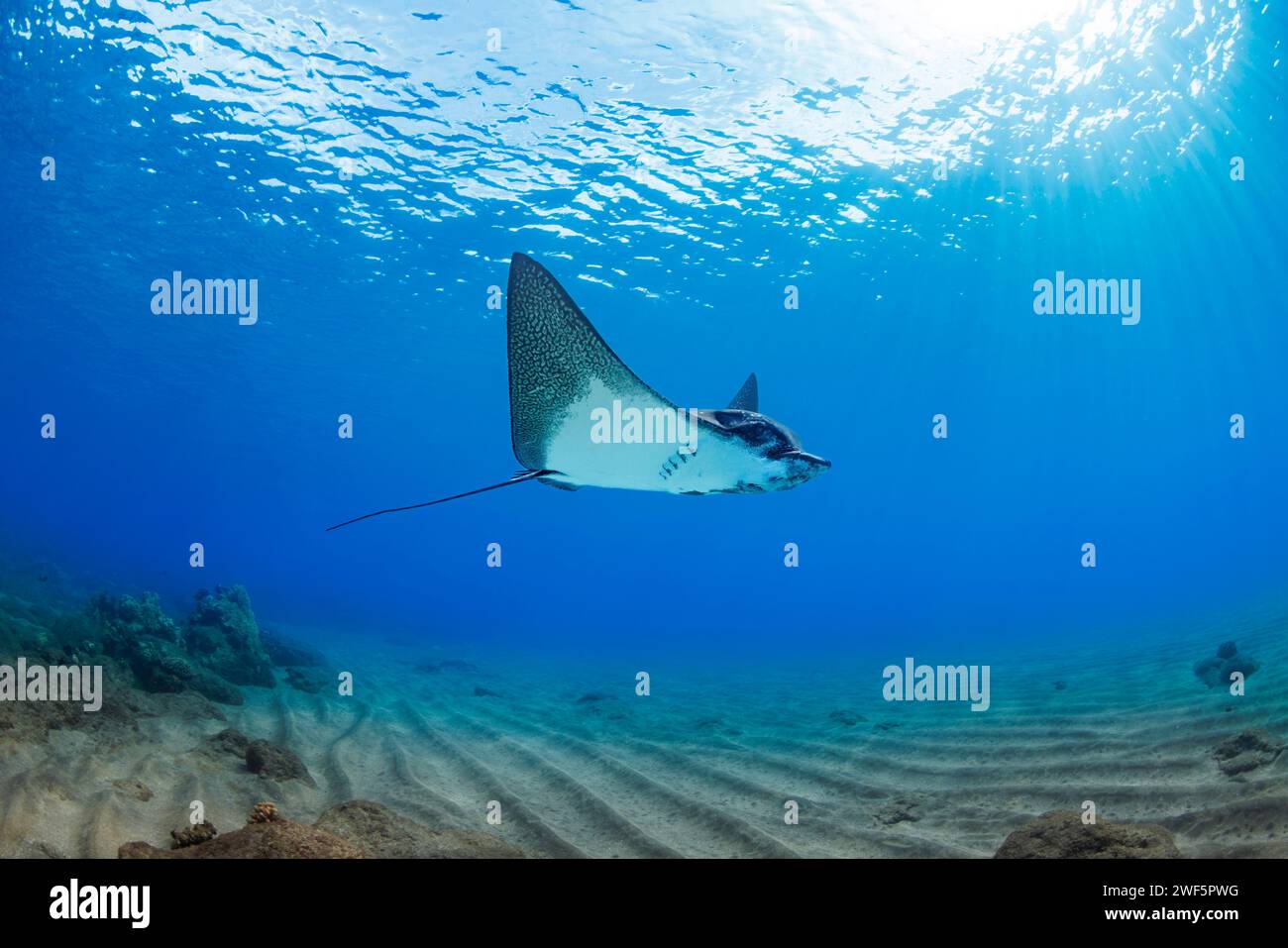 Spotted eagle rays, Aetobatis narinari, reach over six feet in wingspan ...