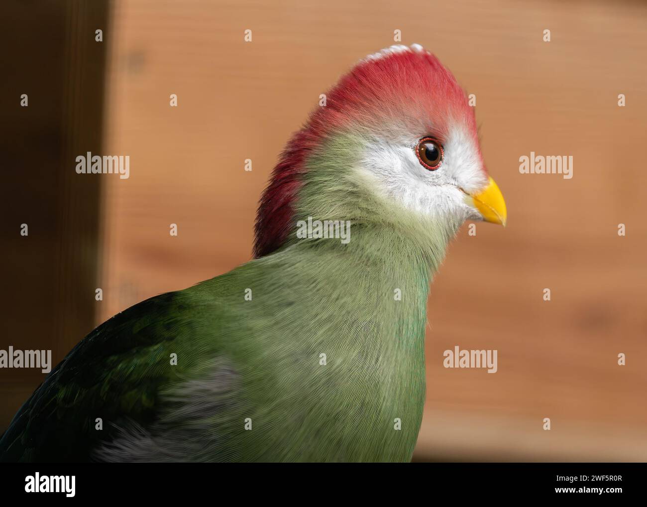 Stunning Red-crested Turaco, Tauraco erythrolophus, gracing the ...
