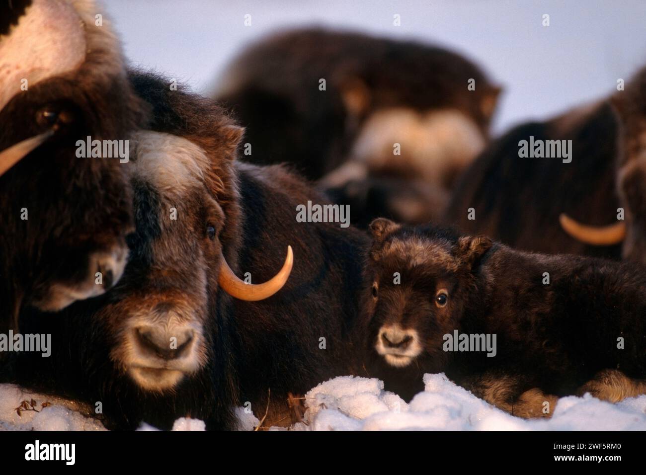 muskox, Ovibos moschatus, cow with calf on the central Arctic coastal ...