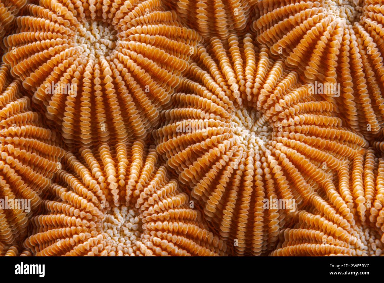 A close look at healthy hard coral polyps, Diploastrea heliopora. These ...