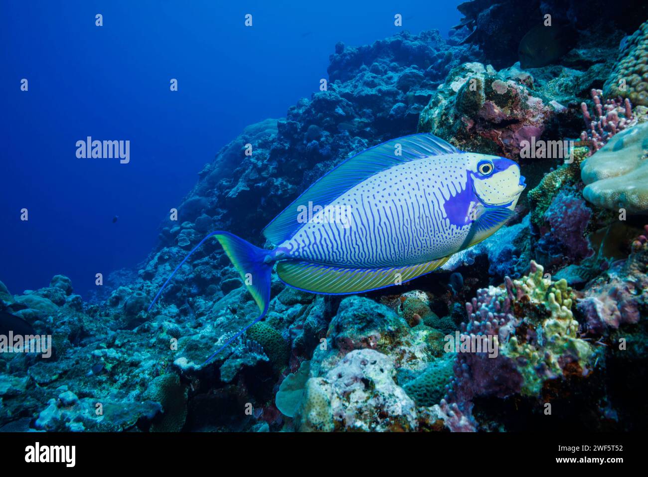 This is an unusual flash of color for a bignose unicornfish, Naso ...