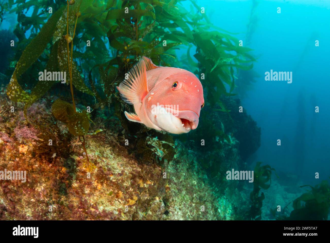 Female sheephead, Semicossyphus pulcher, are pictured in a forest of ...