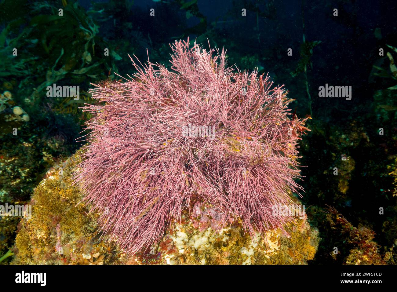 A ball of pink calcified coralline algae, off Santa Barbara Island ...