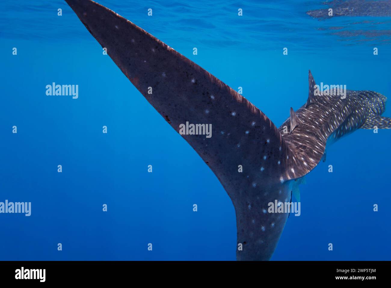 The whale shark, Rhiniodon typus, is the worlds largest species of fish ...