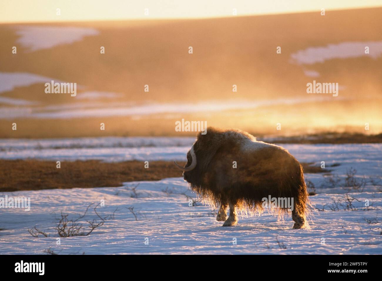 muskox, Ovibos moschatus, on the central Arctic coastal plain, North ...