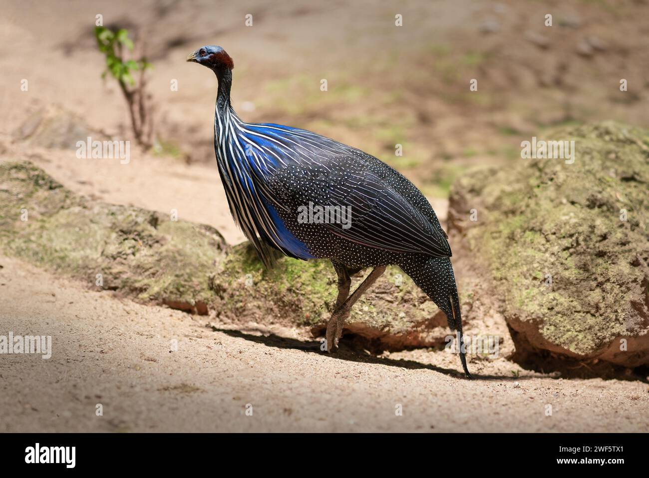 Vulturine Guineafowl (Acryllium vulturinum) bird Stock Photo - Alamy