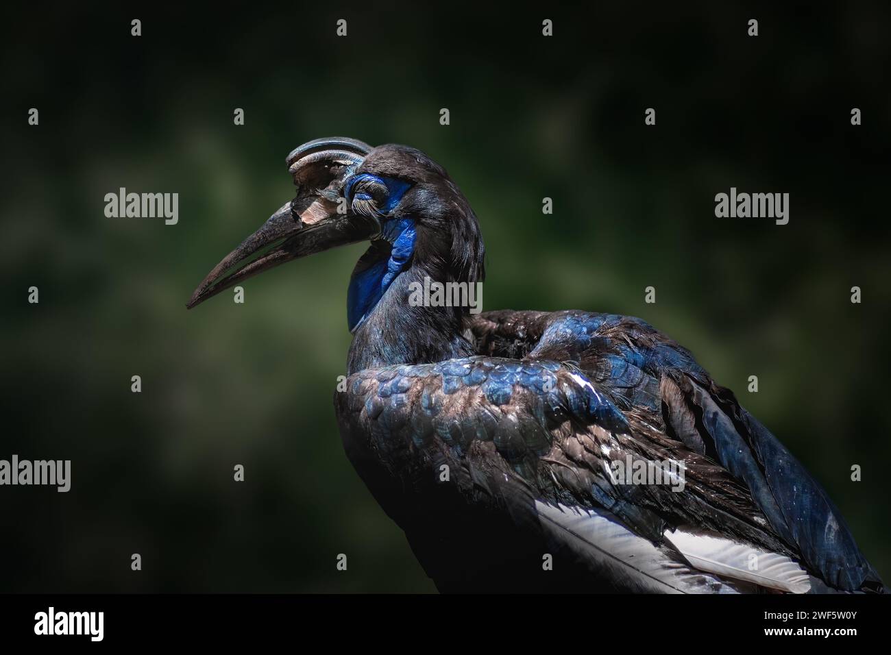 Female Abyssinian Ground Hornbill (Bucorvus abyssinicus Stock Photo - Alamy
