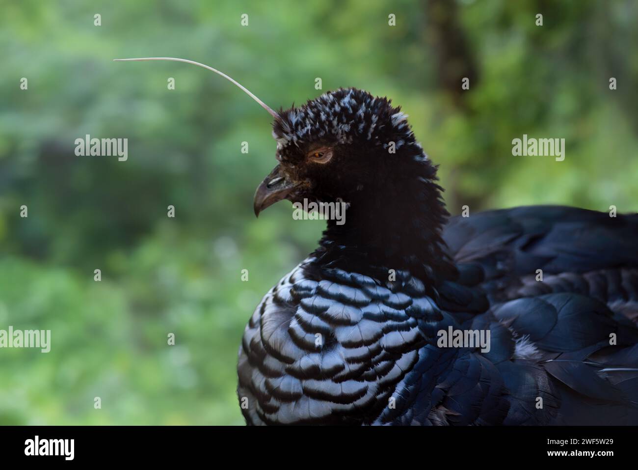 Horned Screamer bird (Anhima cornuta Stock Photo - Alamy