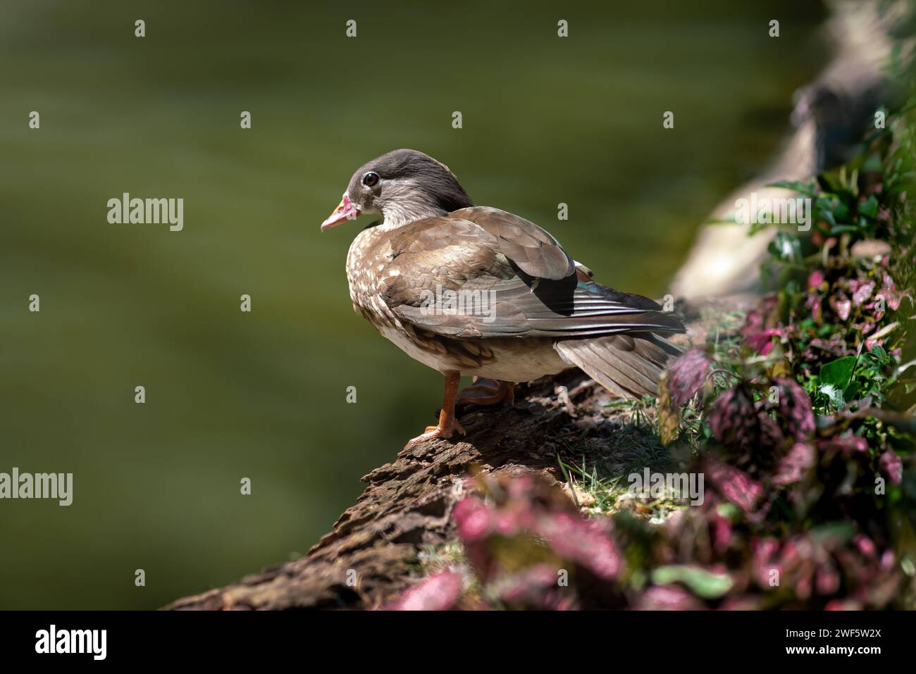 Female Wood Duck (Aix sponsa) or Carolina Duck Stock Photo - Alamy