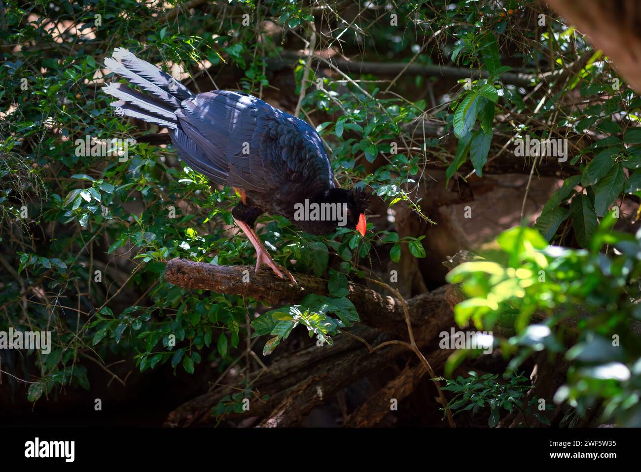 Mitu tomentosum hi-res stock photography and images - Alamy