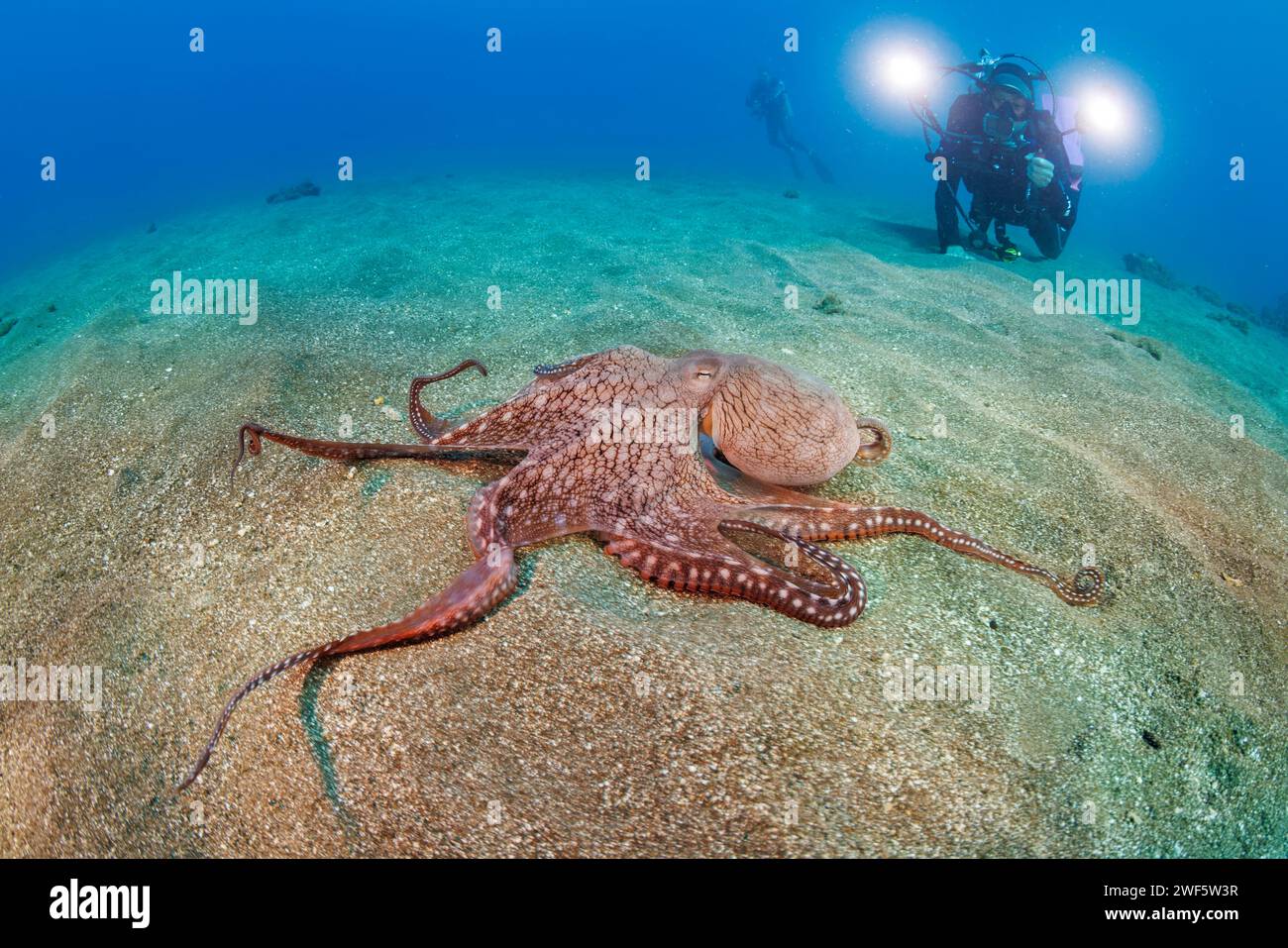 V11289 hi-res stock photography and images - Alamy