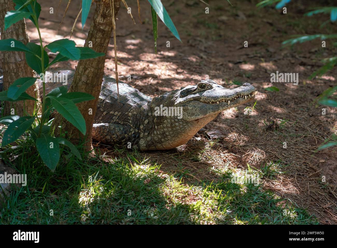 Spectacled Caiman (Caiman Crocodilus) - Alligator Stock Photo - Alamy