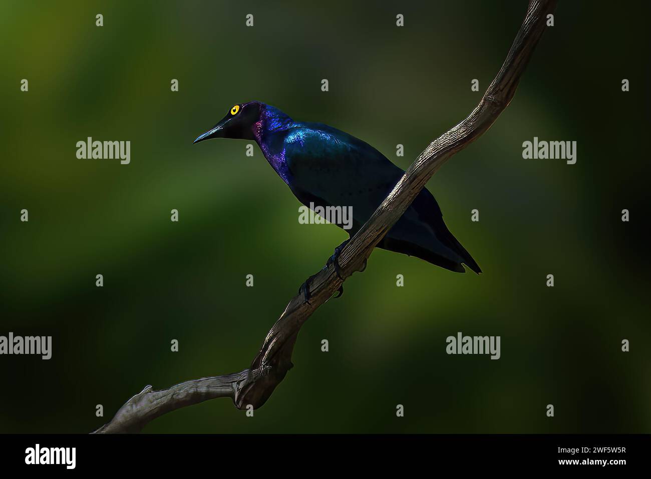 Purple Starling bird (Lamprotornis purpureus Stock Photo - Alamy