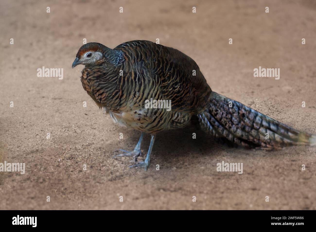 Female Lady Amherst Pheasant (Chrysolophus amherstiae Stock Photo - Alamy