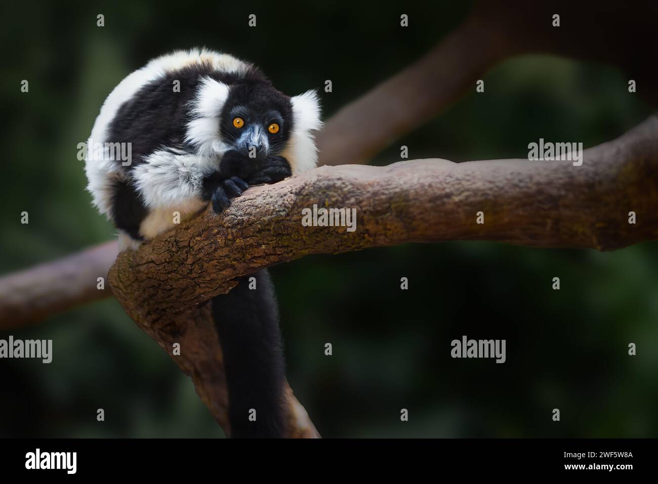 Black-and-white Ruffed Lemur (Varecia variegata) - Madagascar Primate ...