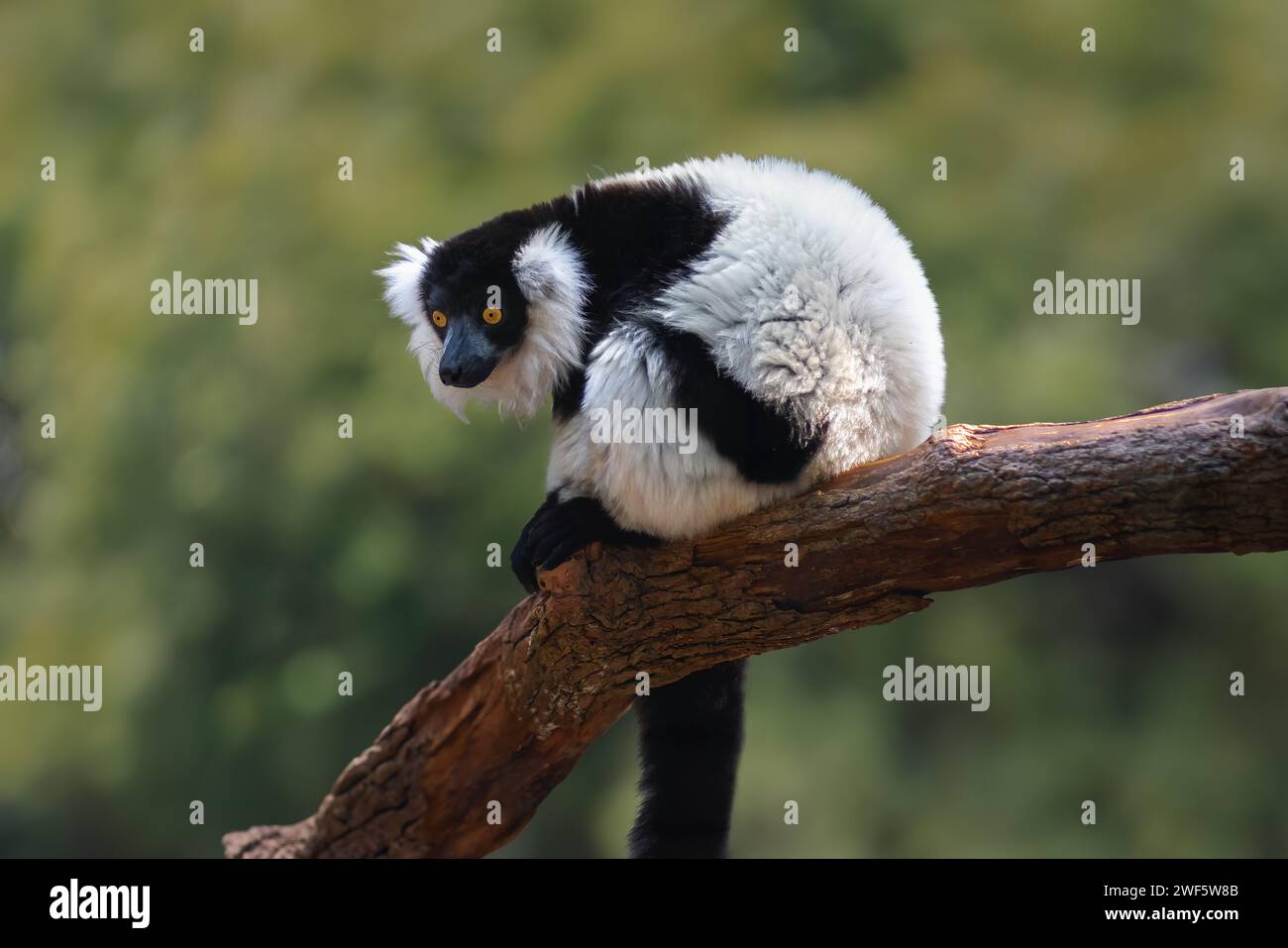 Black-and-white Ruffed Lemur (Varecia variegata) - Madagascar Primate ...