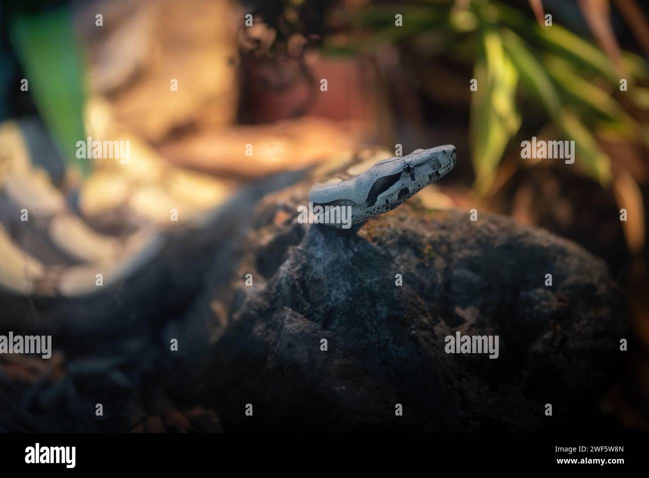 Boa Constrictor snake (Boa constrictor Stock Photo - Alamy