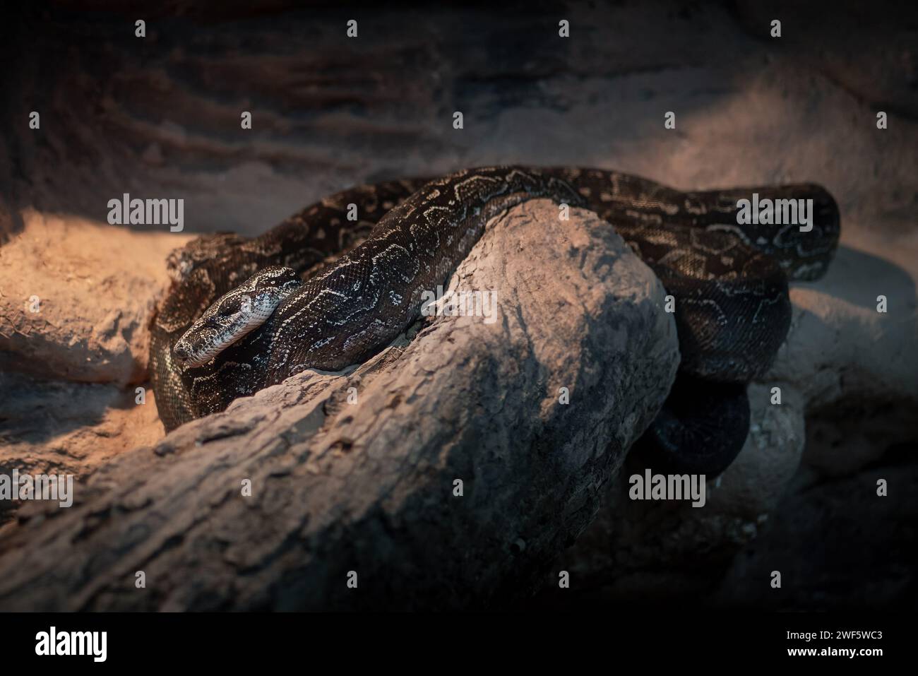 Argentine Boa snake (Boa constrictor occidentalis Stock Photo - Alamy