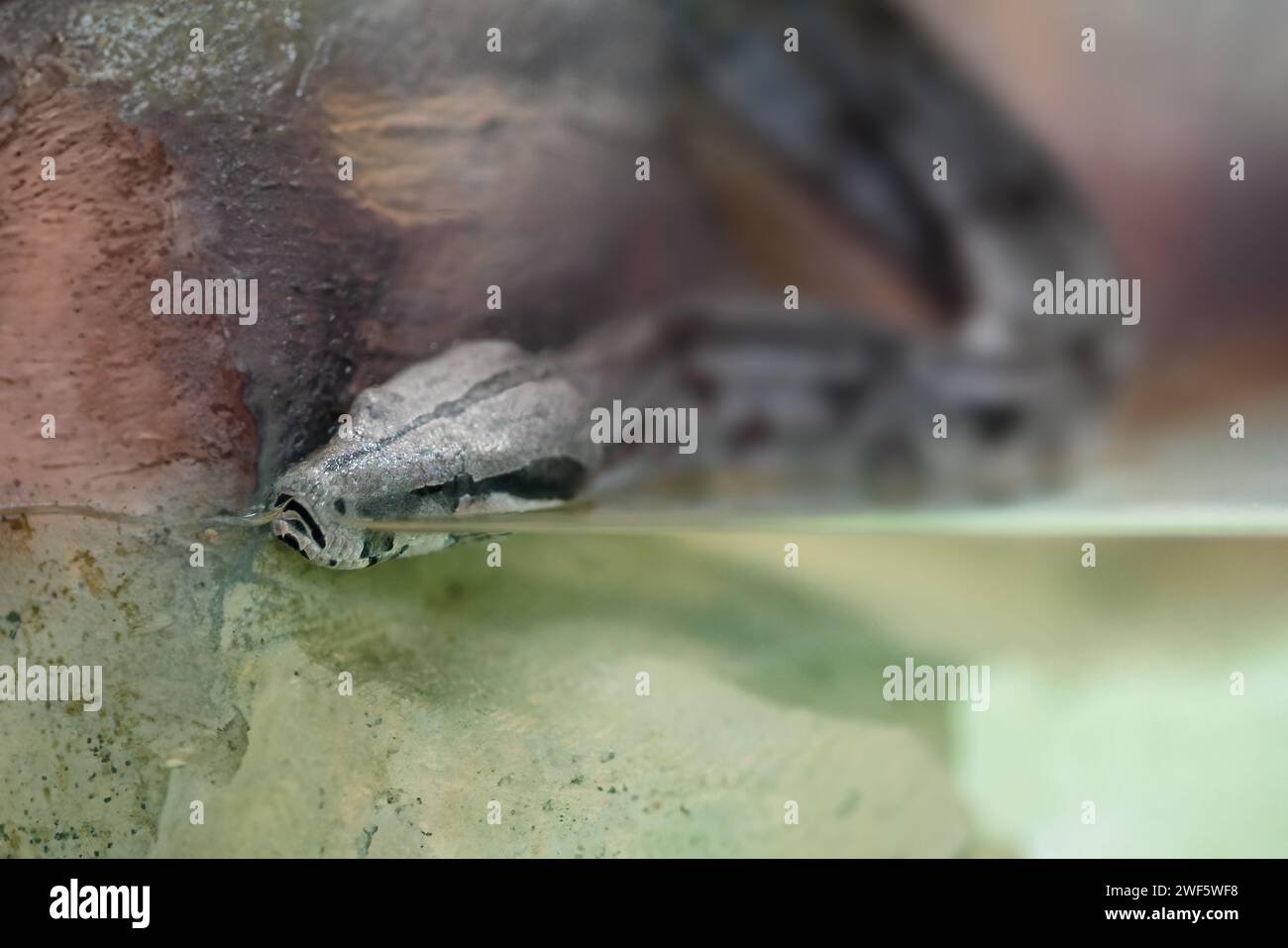 Boa Constrictor snake (Boa constrictor Stock Photo - Alamy