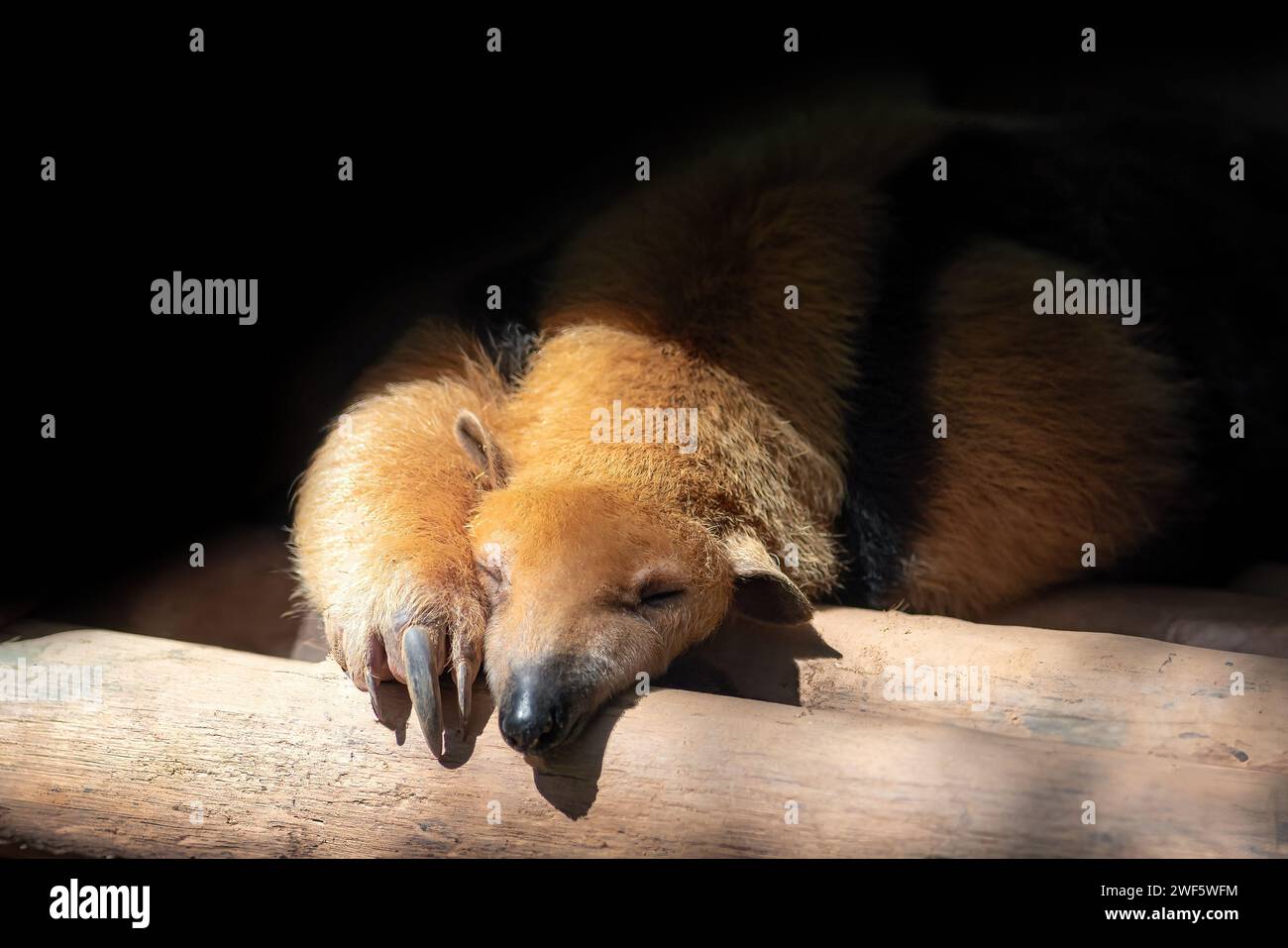 Southern Tamandua Sleeping (Tamandua tetradactyla) or Collared Anteater ...