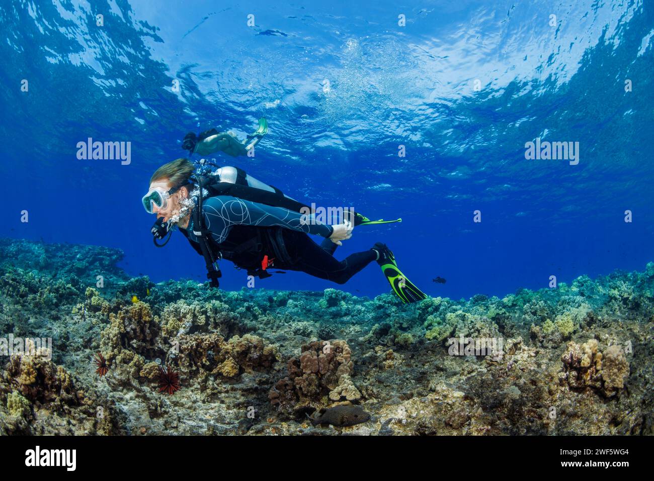 Diver (MR) pictured cruising over a garden of hard coral and a ...