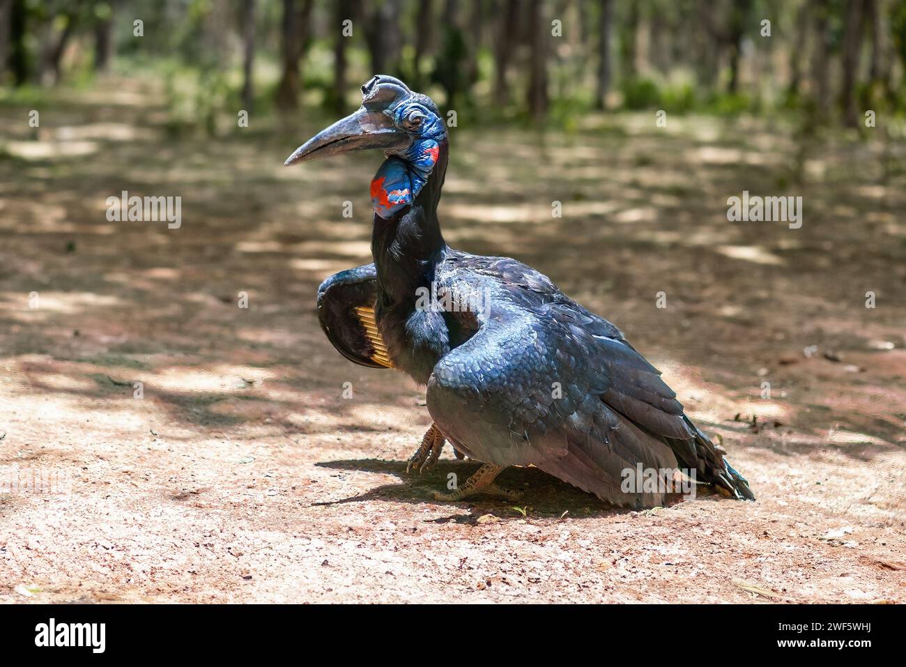 Abyssinian Ground Hornbill (Bucorvus abyssinicus Stock Photo - Alamy
