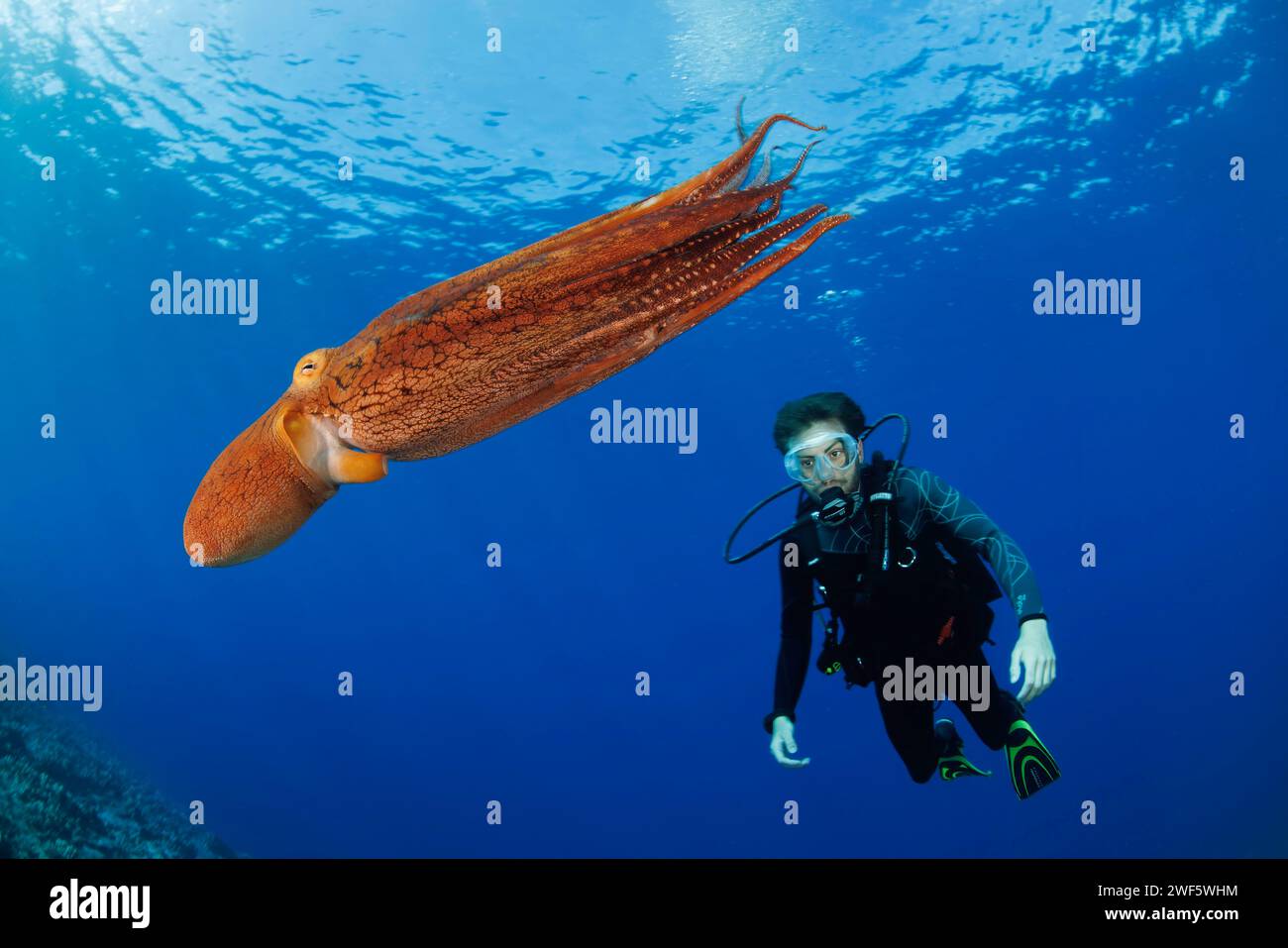 Cautious and curious at the same time, this day octopus, Octopus cyanea ...