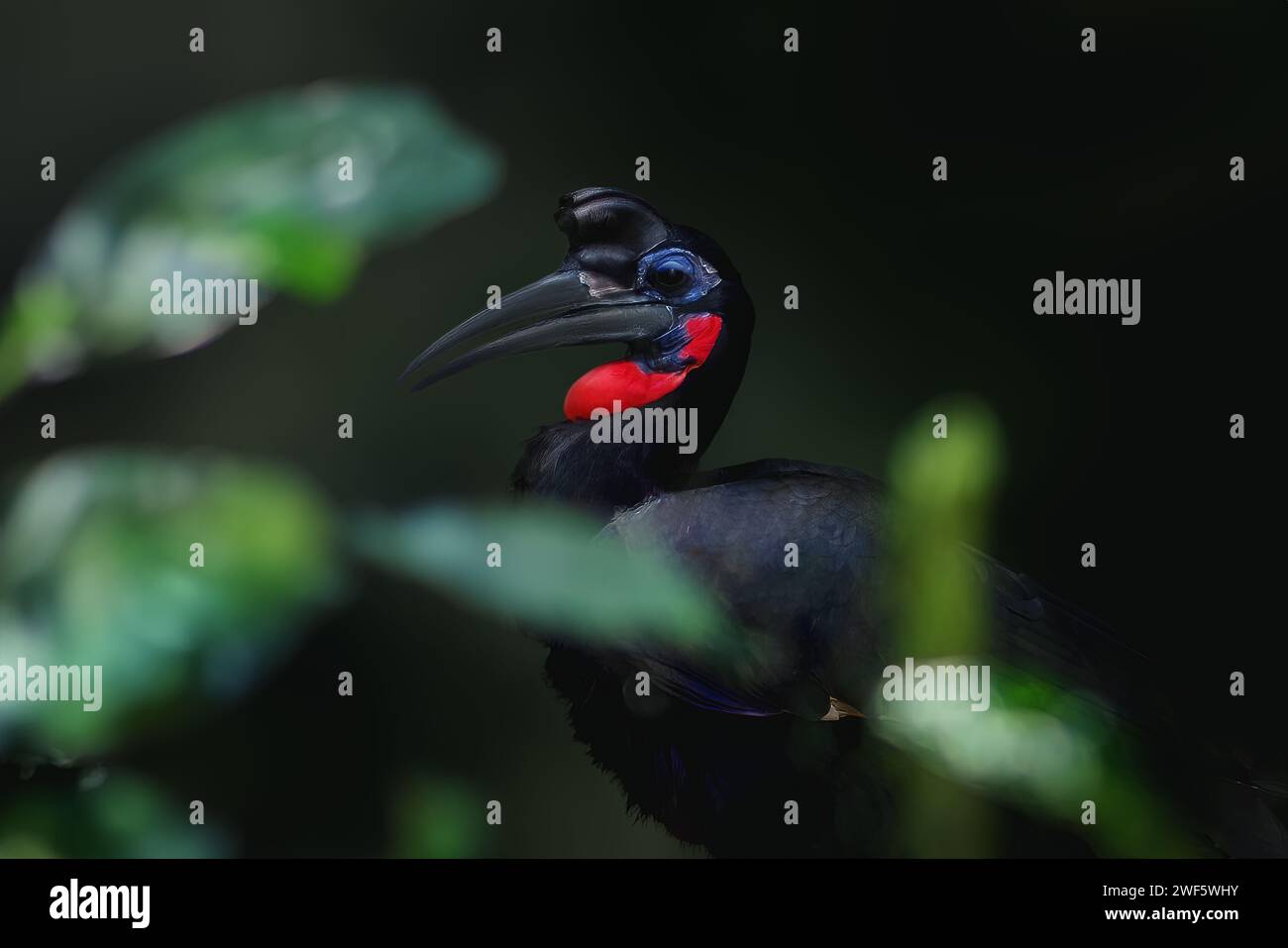 Abyssinia ground hornbill hi-res stock photography and images - Alamy