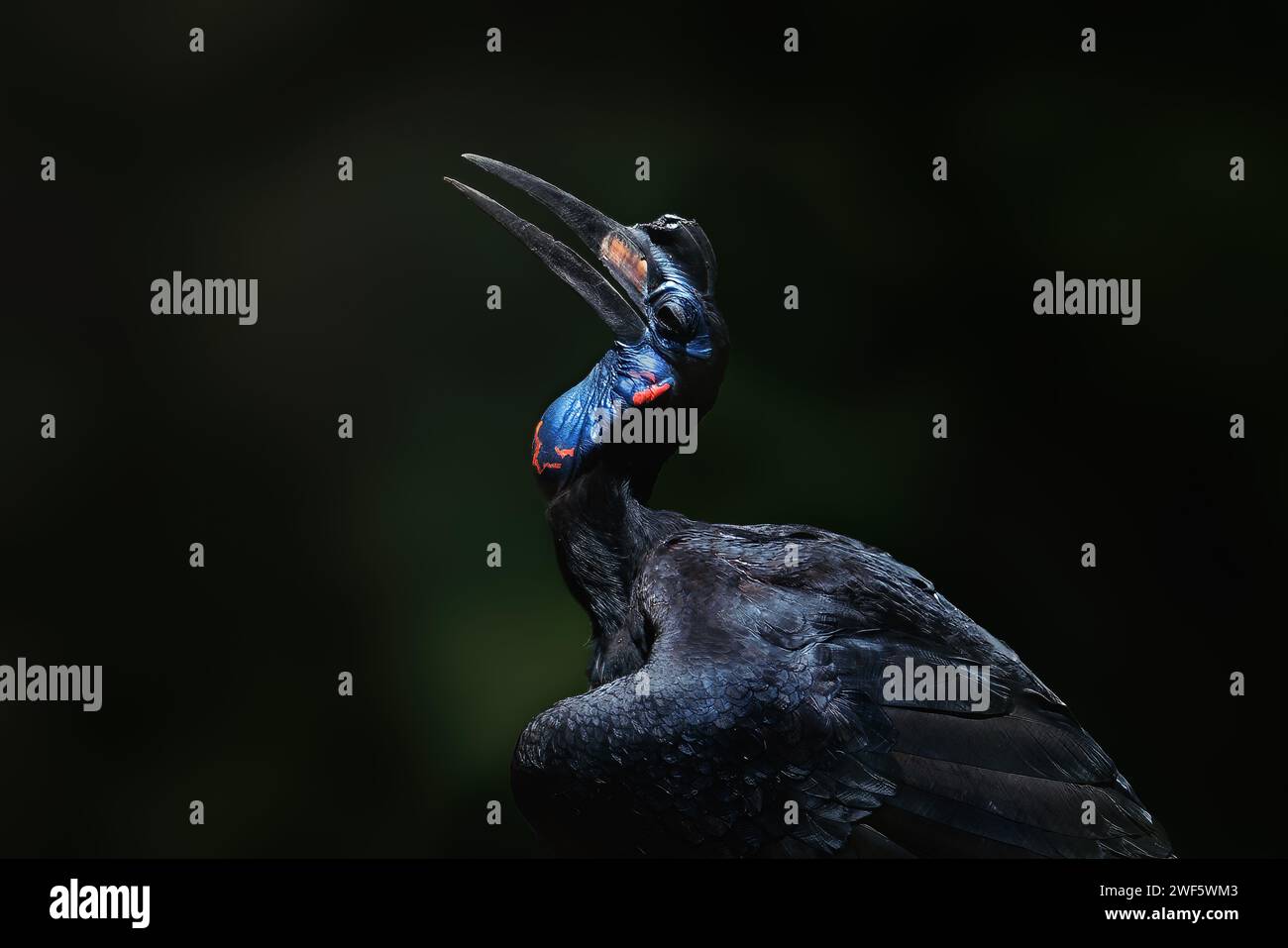 Abyssinia ground hornbill hi-res stock photography and images - Alamy