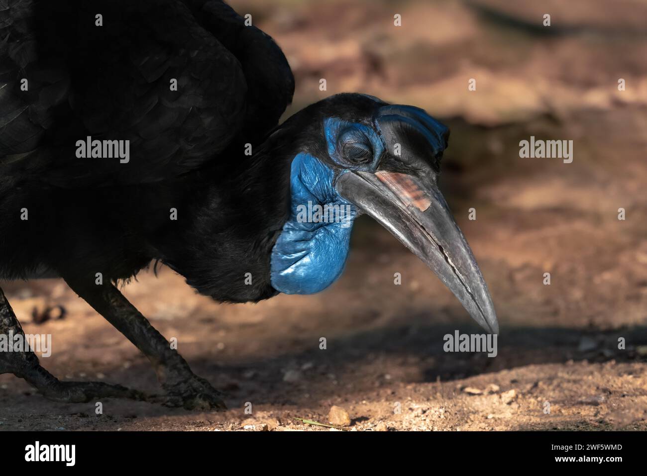 Female Abyssinian Ground Hornbill (Bucorvus abyssinicus Stock Photo - Alamy