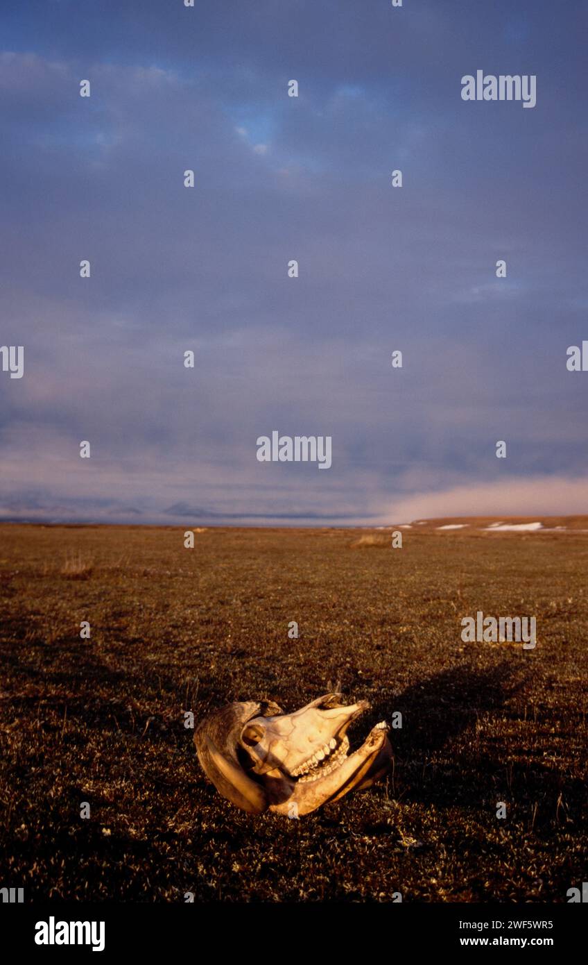 muskox, Ovibos moschatus, skull on the central Arctic coastal plain ...