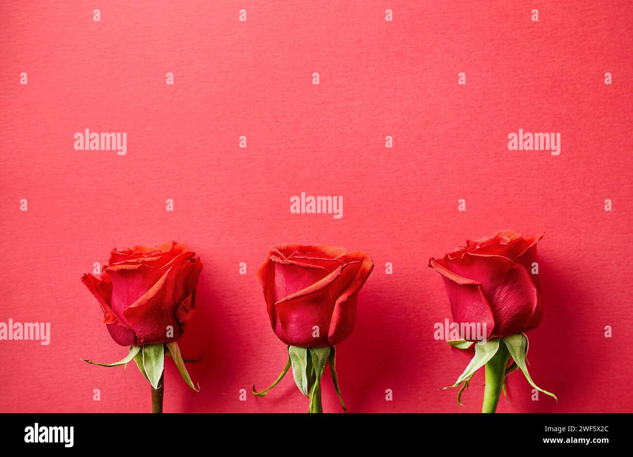 Closeup three red roses hi-res stock photography and images - Alamy