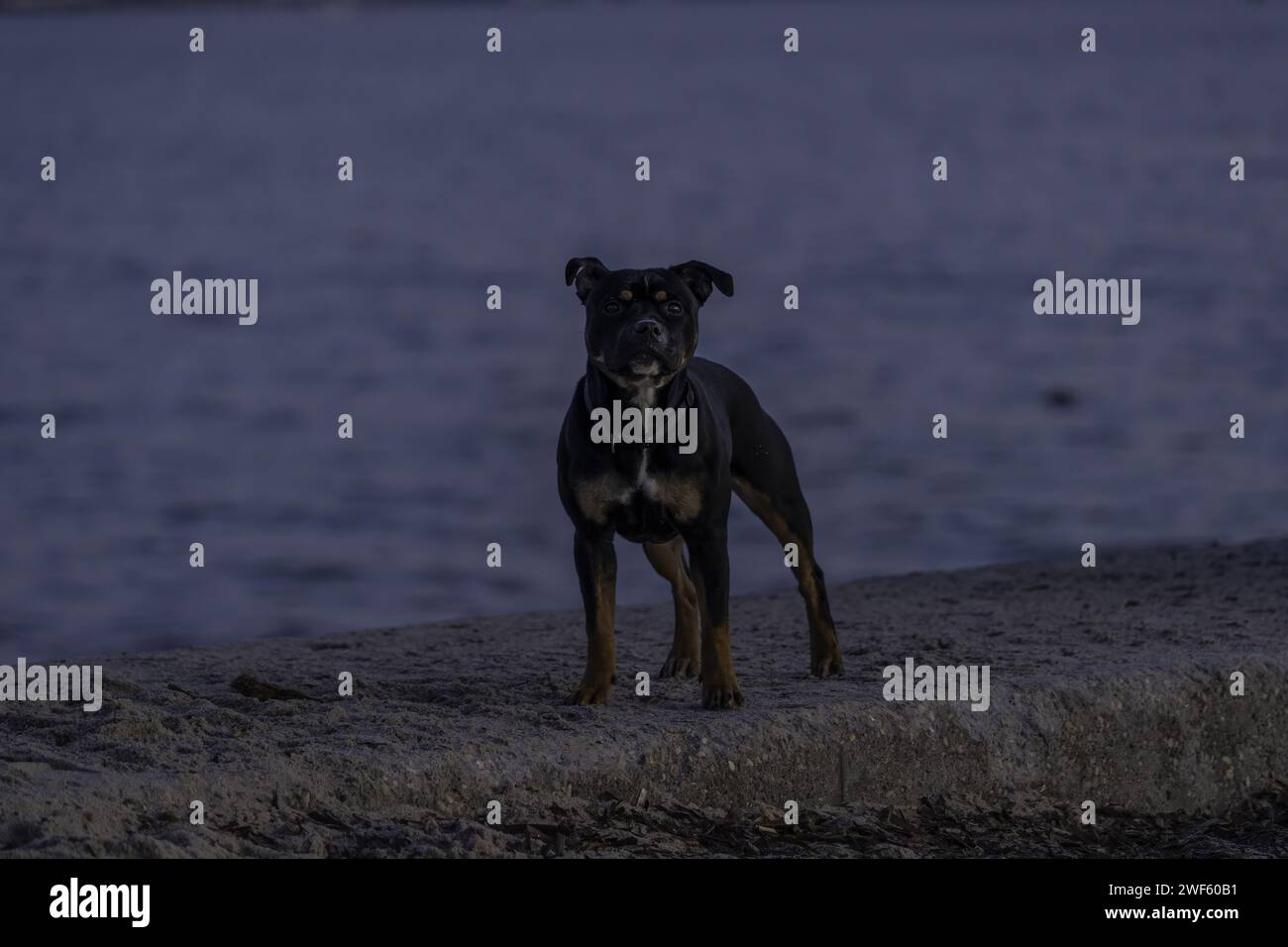 Staffie on beach hi-res stock photography and images - Alamy