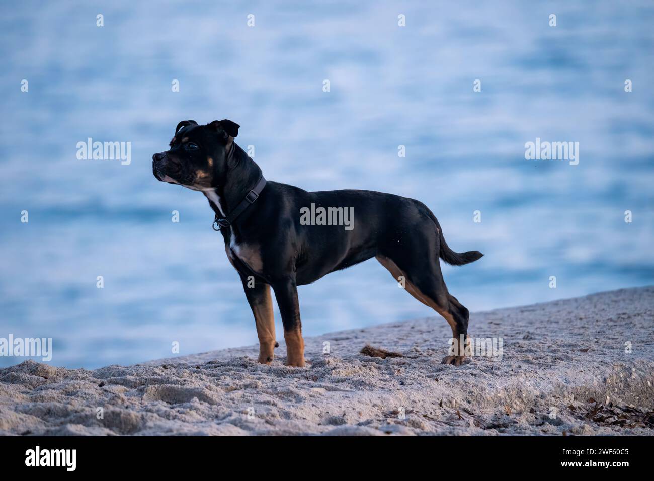 Staffie on beach hi-res stock photography and images - Alamy