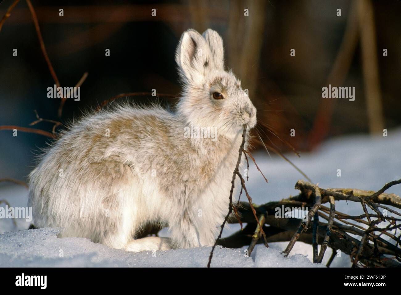 snowshoe hare, Lepus americanus, changing into its summer colors, south ...