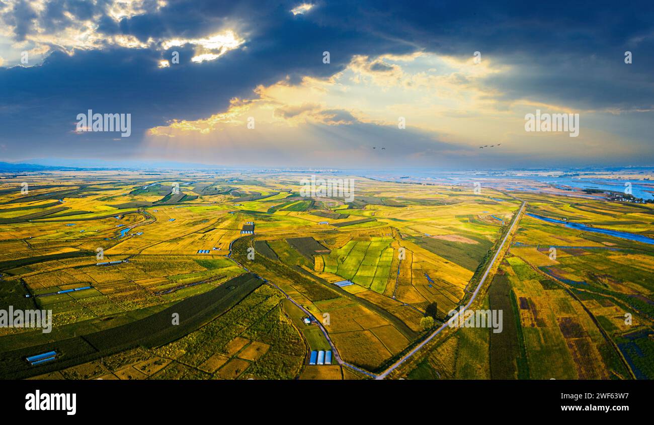 Aerial photography of autumn rice fields Stock Photo - Alamy