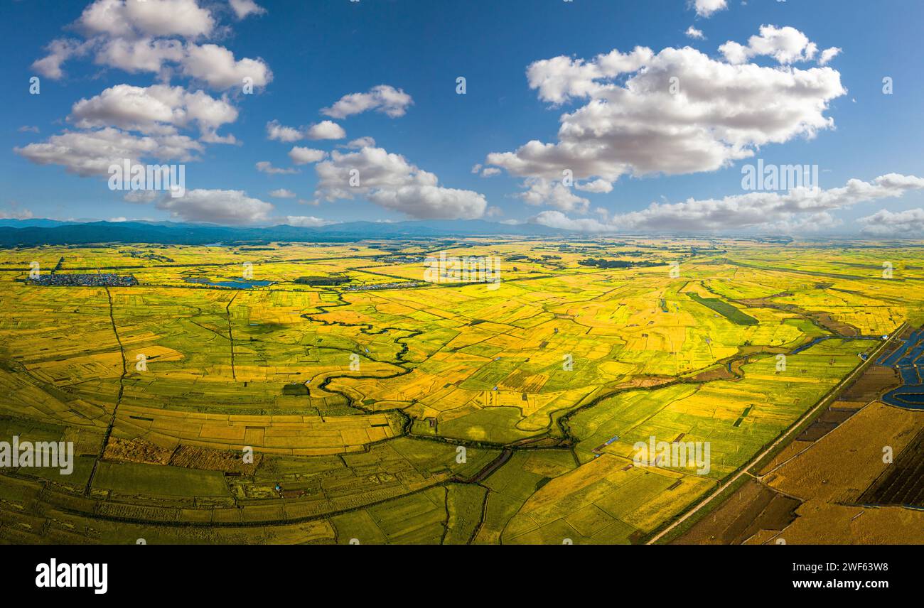 Aerial photography of autumn rice fields Stock Photo - Alamy