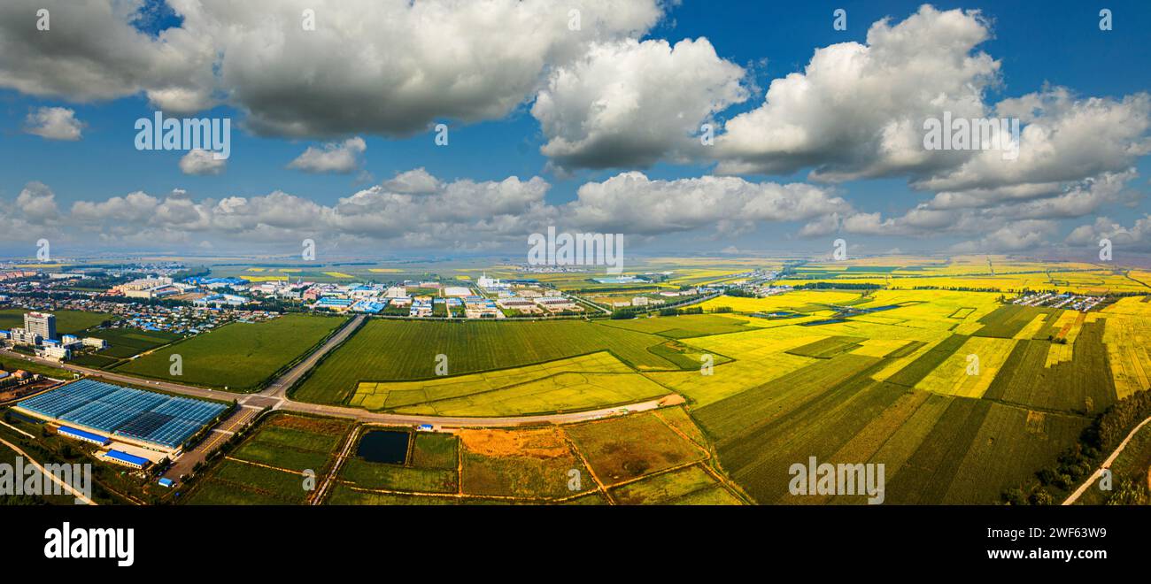 Aerial photography of autumn rice fields Stock Photo - Alamy