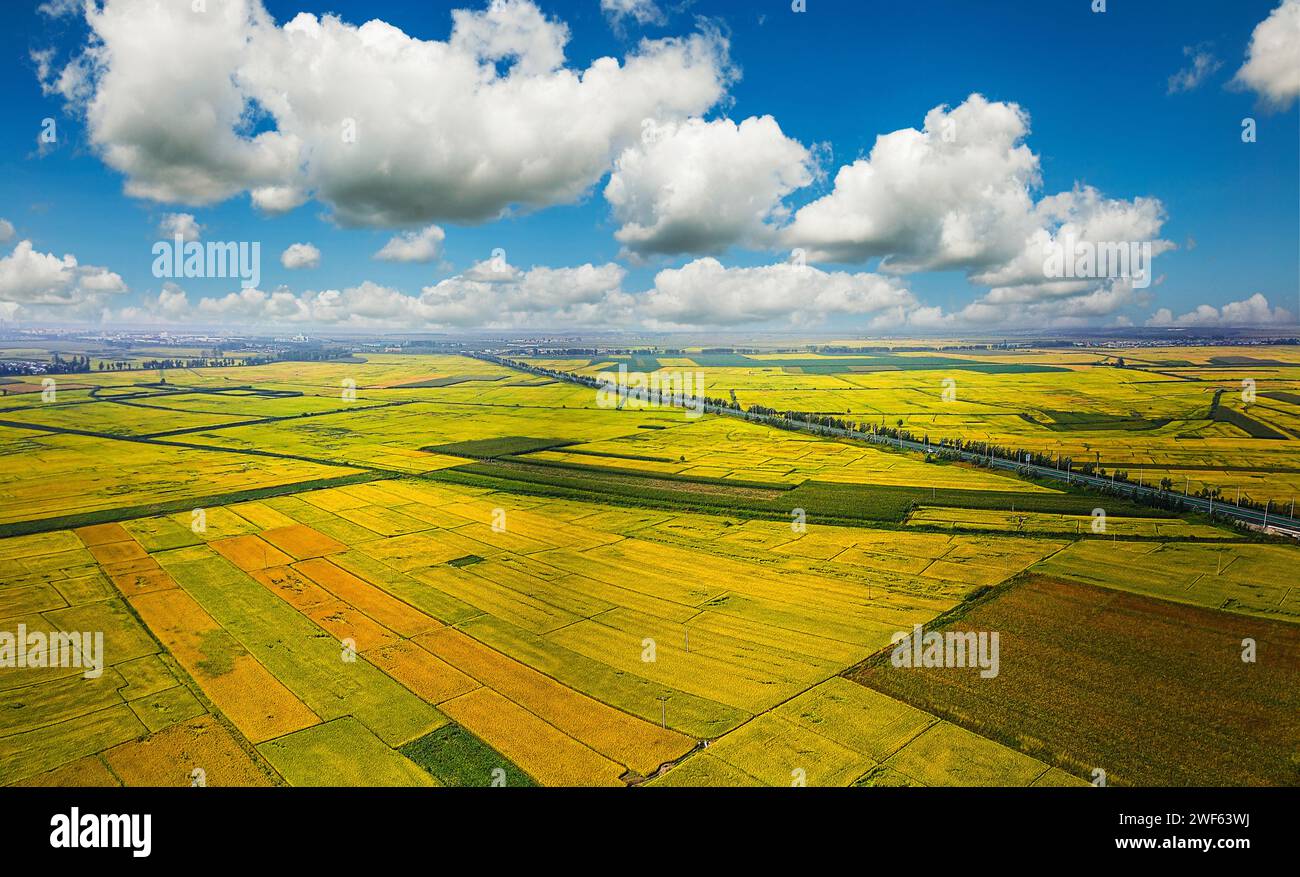 Aerial photography of autumn rice fields Stock Photo - Alamy