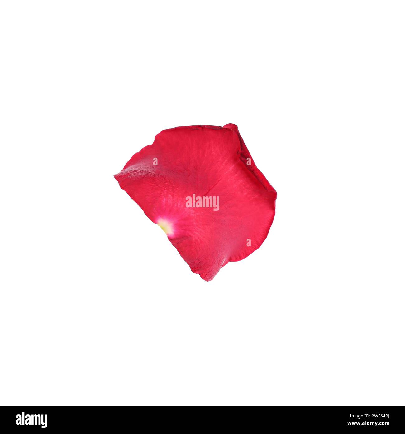 Red rose petal Cut Out Stock Images & Pictures - Alamy